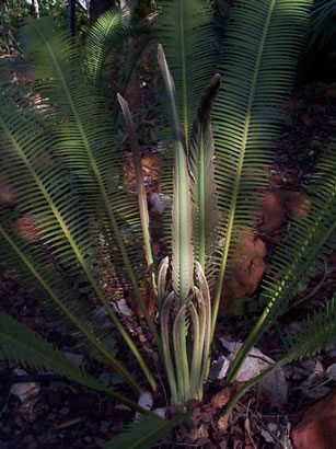 Dioon edule - Cycad International