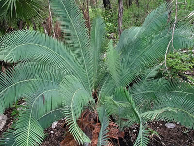 Dioon edule - Cycad International