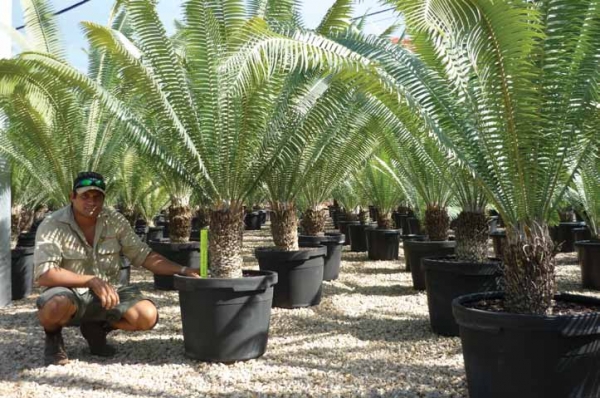 Dioon spinulosum - Cycad International - Katherine Northern Territory